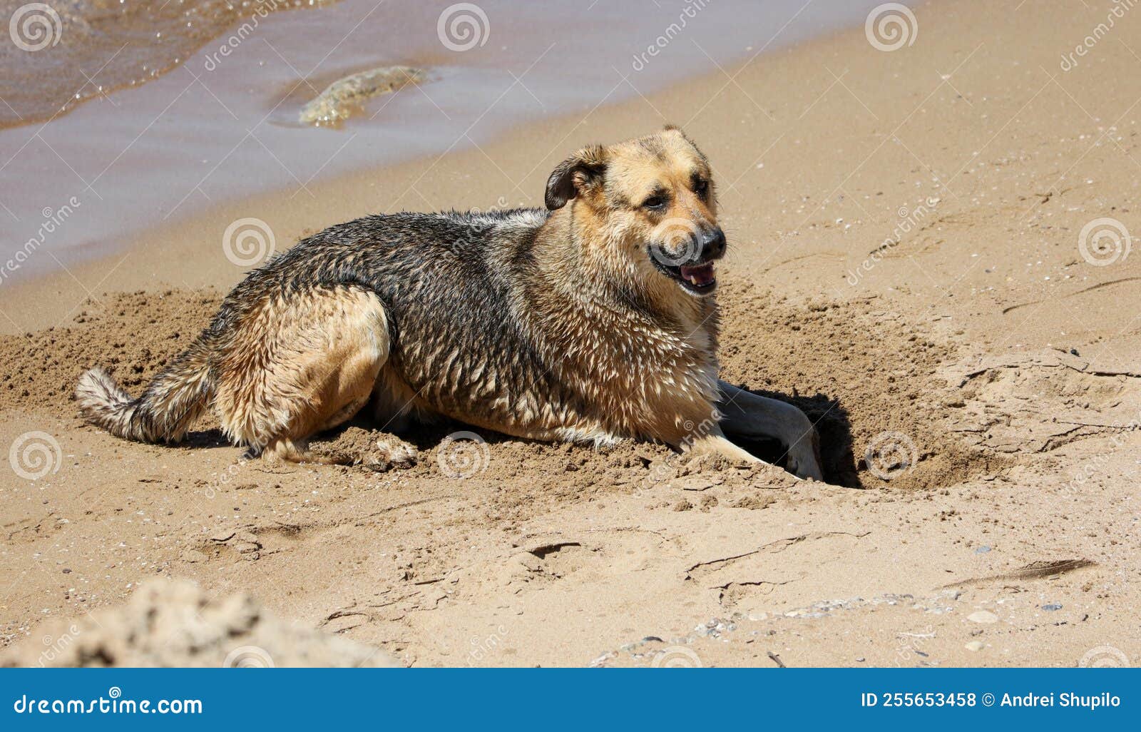 Dog on the Sand by the Sea. Stock Photo - Image of nature, ocean: 255653458