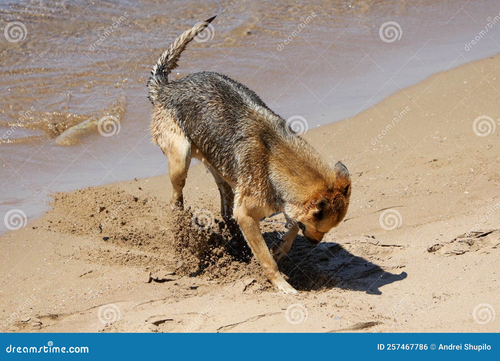 Dog on the Sand by the Sea. Stock Photo - Image of puppy, adorable ...