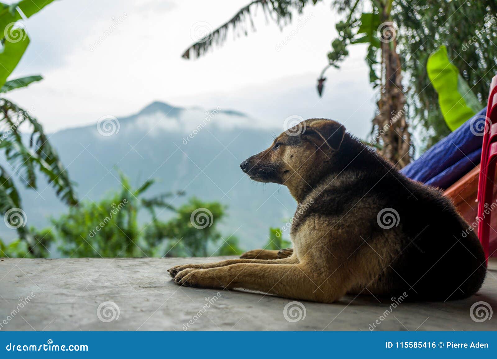 A dog in Sapa, Vietnam. stock photo. Image of outdoor - 115585416