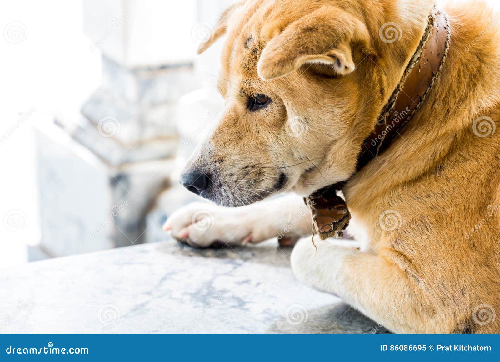 Dog sat down stock image. Image of beagle, animal, beautiful - 86086695