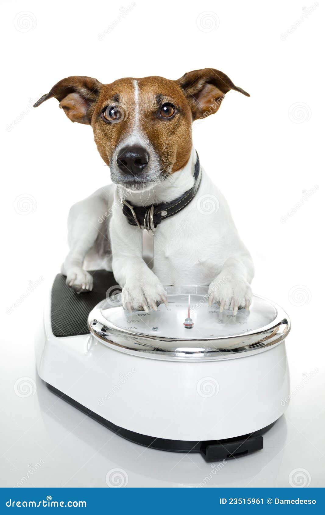 Dog scale stock image. Image of jack, horizontal, calorie - 23515961