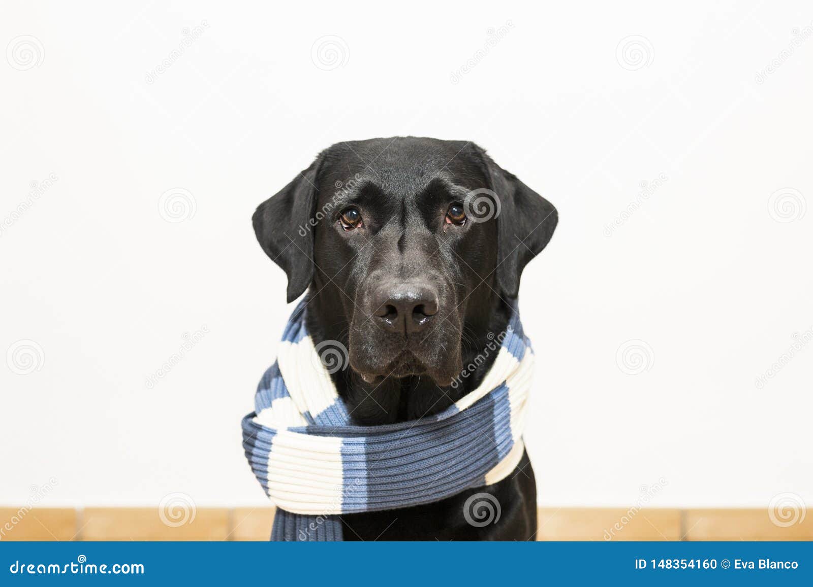 Dog with Scarf. Black Labrador on White Background Stock Photo - Image ...