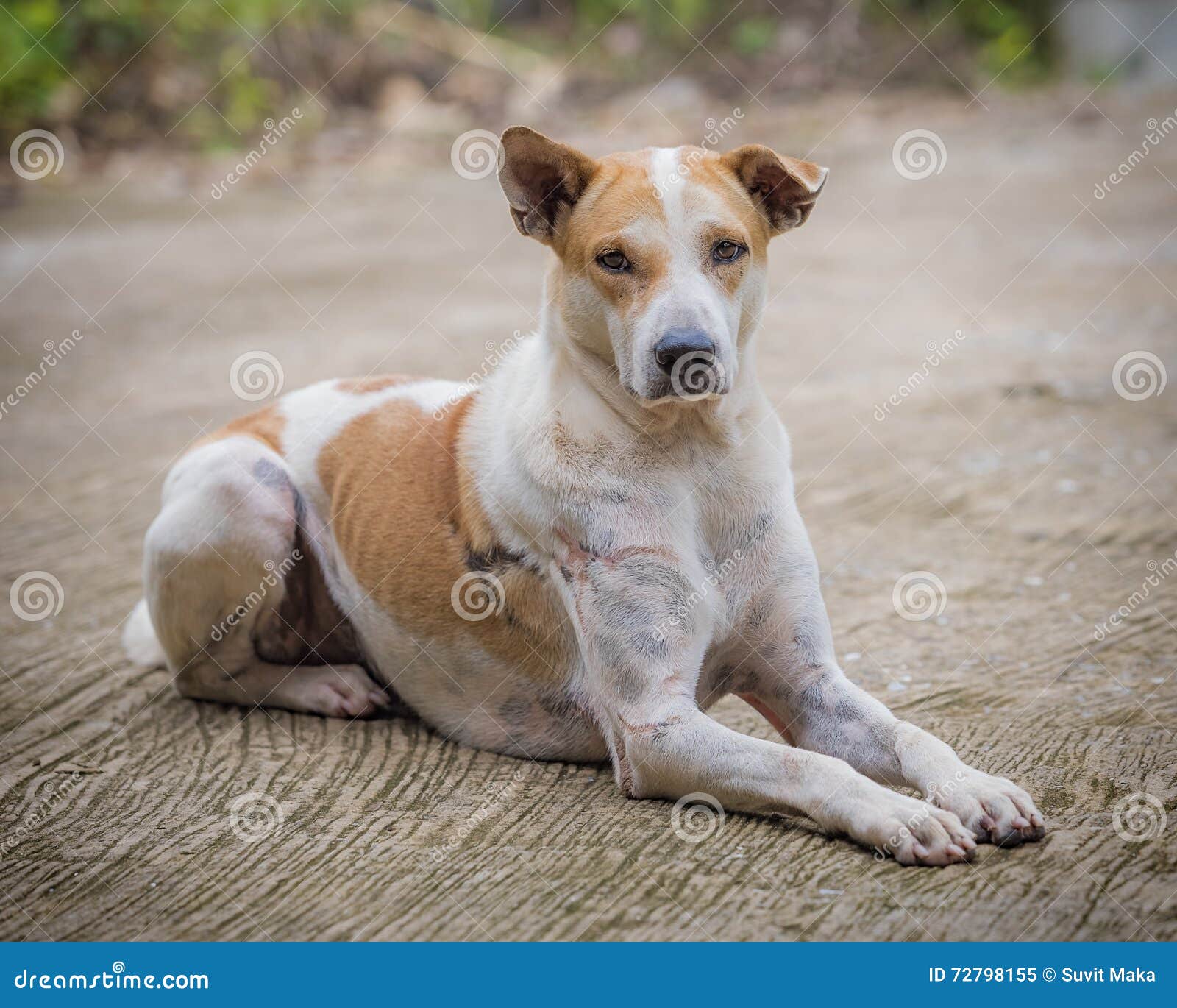 Dog stock image. Image of scars, domestic, mixed, care - 72798155