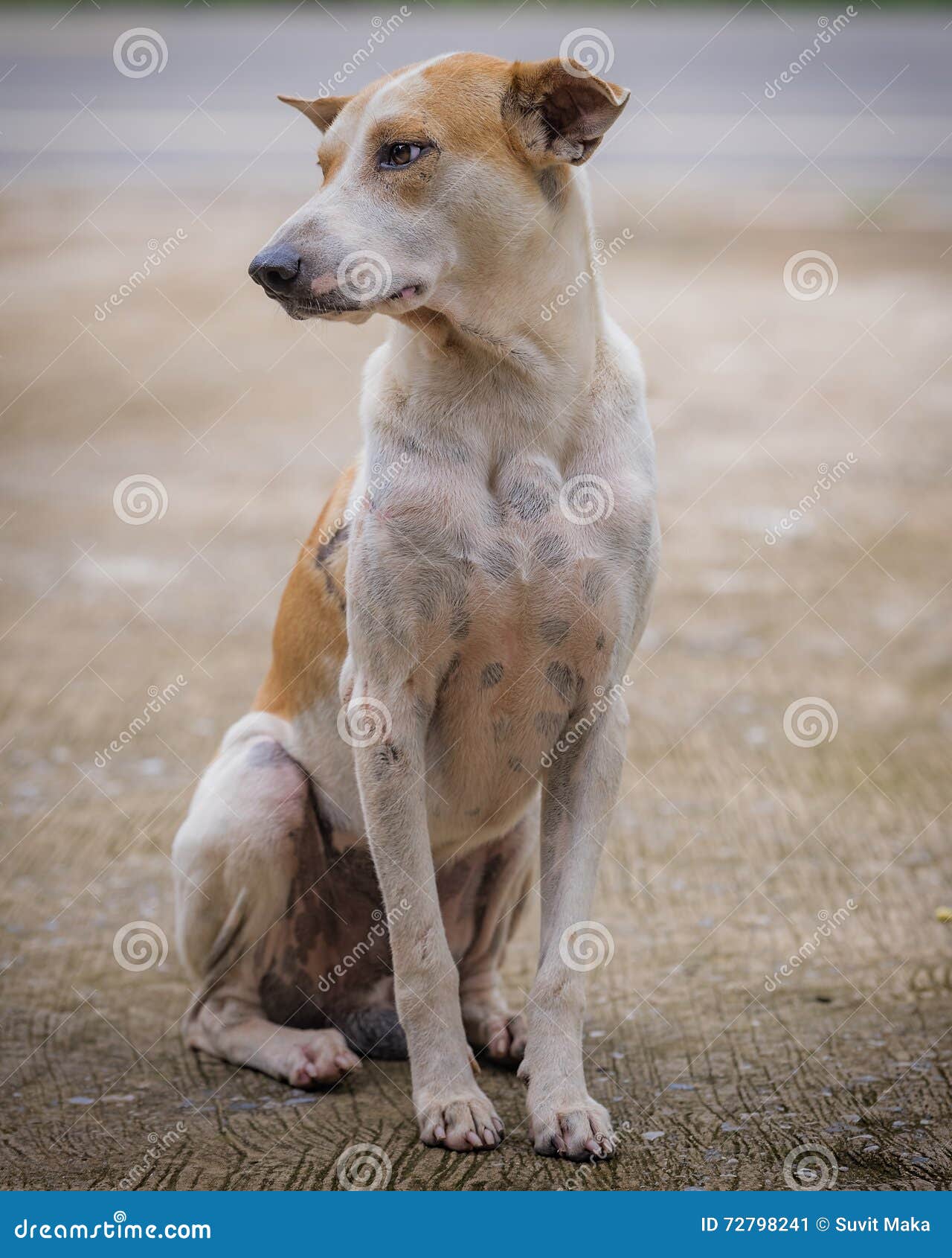 Dog stock image. Image of outdoors, training, standing - 72798241