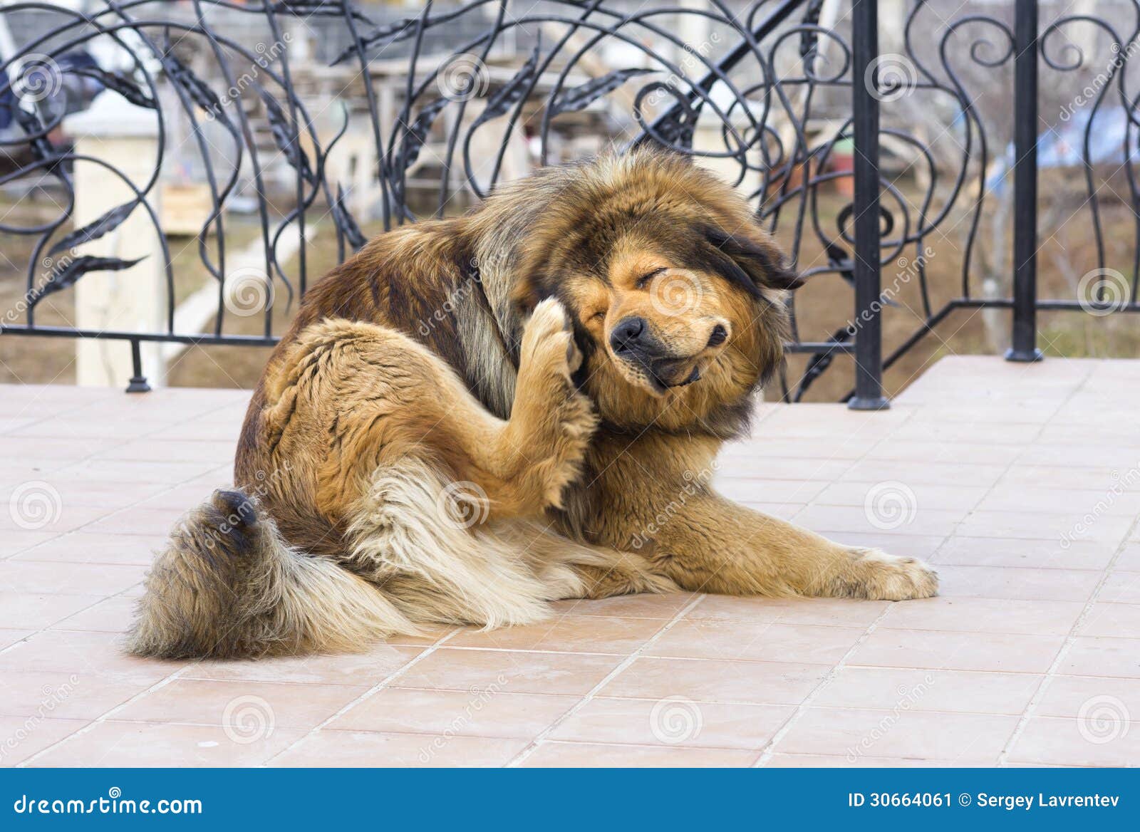 Dog Scratching Flea stock image. Image of daytime, outdoors - 30664061