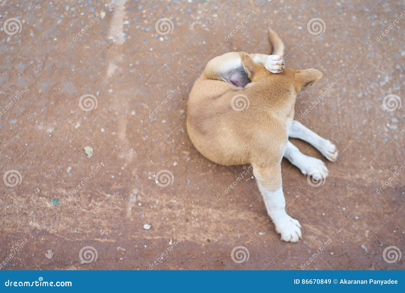 Dog scratching stock image. Image of itchy, puppy, domestic - 86670849