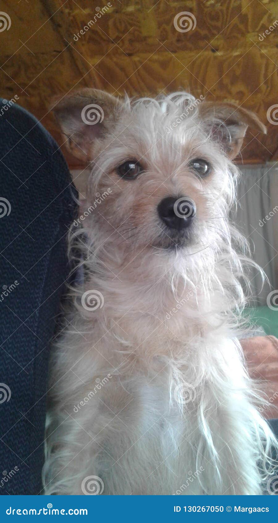 Dog stock photo. Image of care, animal, scruffy, face - 130267050