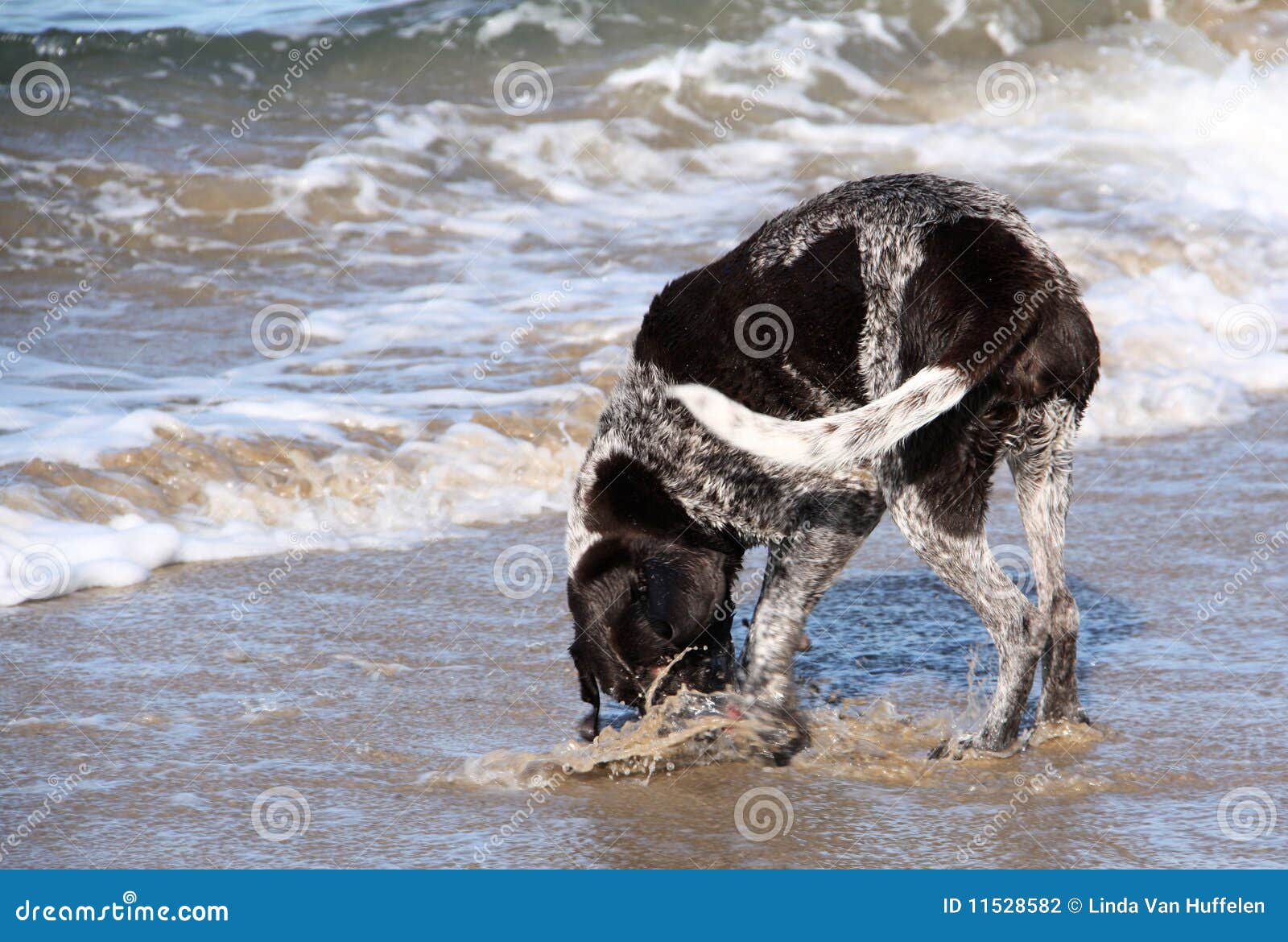 Dog in the sea stock photo. Image of brown, white, holland - 11528582