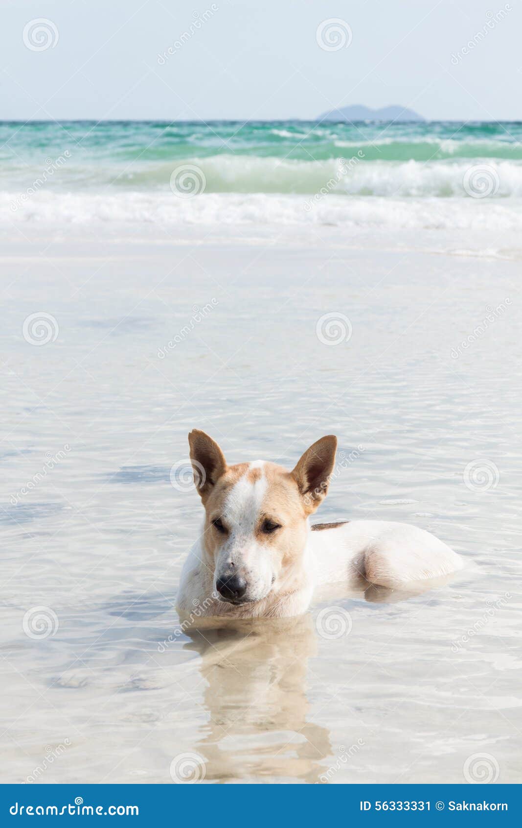Dog in sea stock image. Image of elegant, coastline, beautiful - 56333331