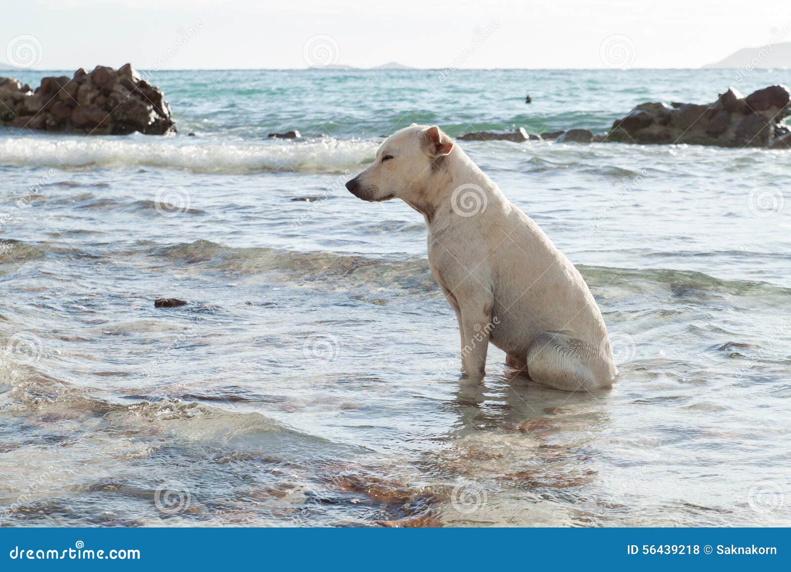 Dog in sea stock photo. Image of cheerful, cloud, attention - 56439218