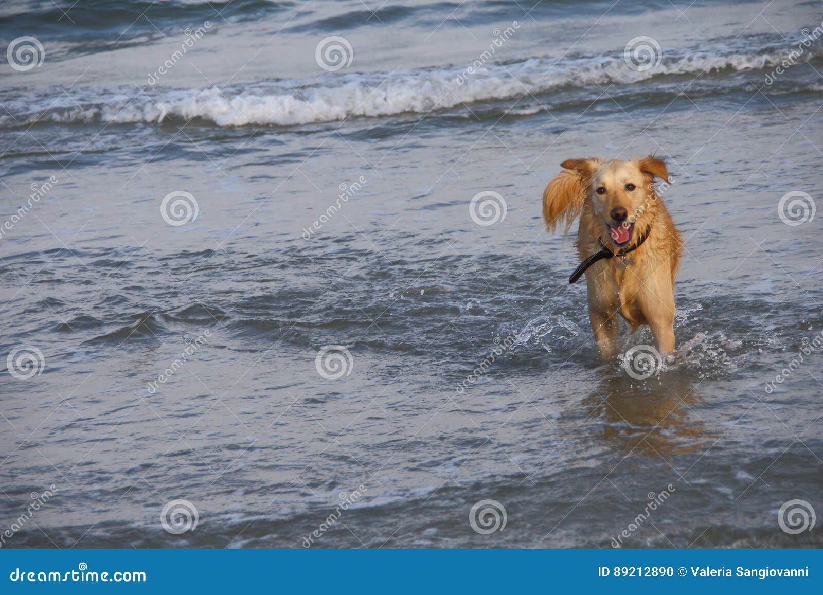 Dog in sea stock photo. Image of haired, happy, expression - 89212890