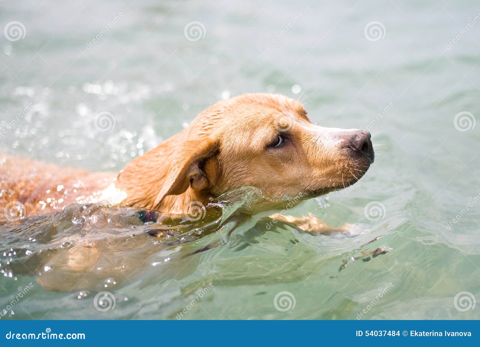 Dog in the sea stock photo. Image of rest, favorite, dive - 54037484