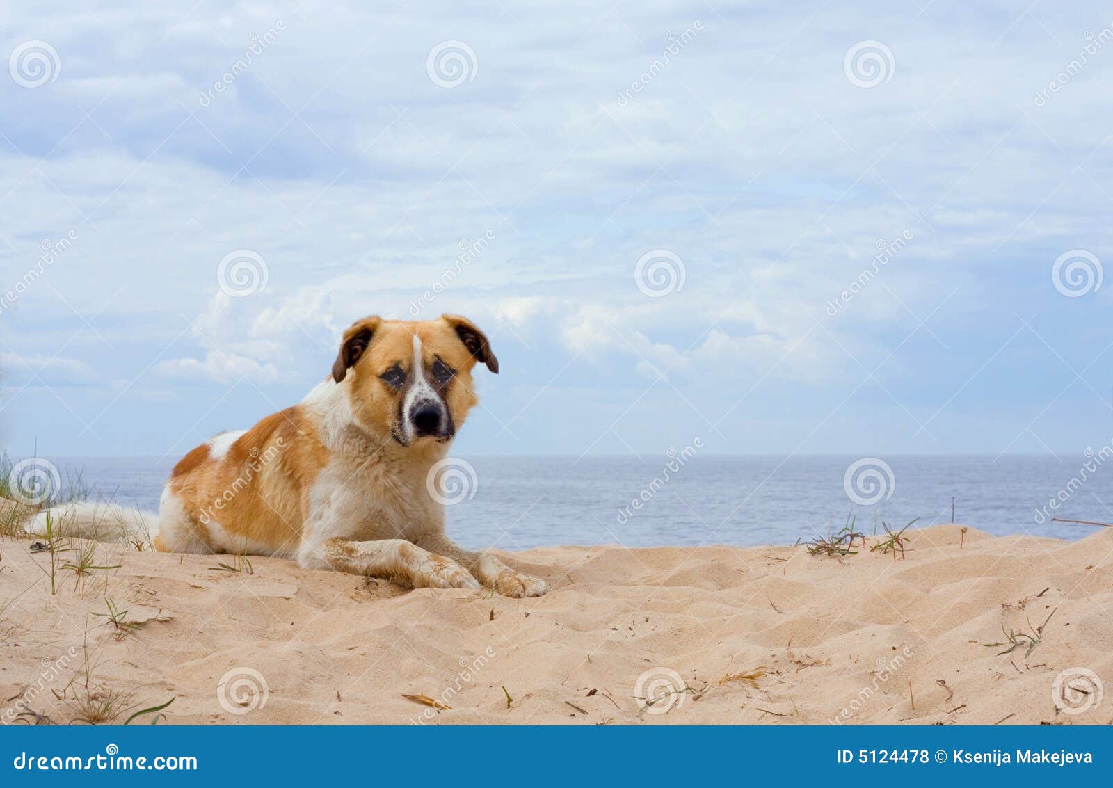 Dog at the sea shore stock photo. Image of animal, water - 5124478