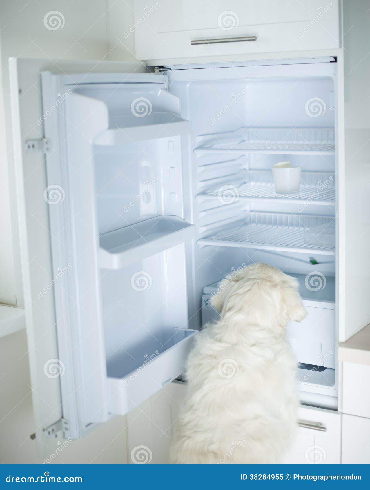 Dog Searching Food in Empty Refrigerator Stock Image - Image of animals ...