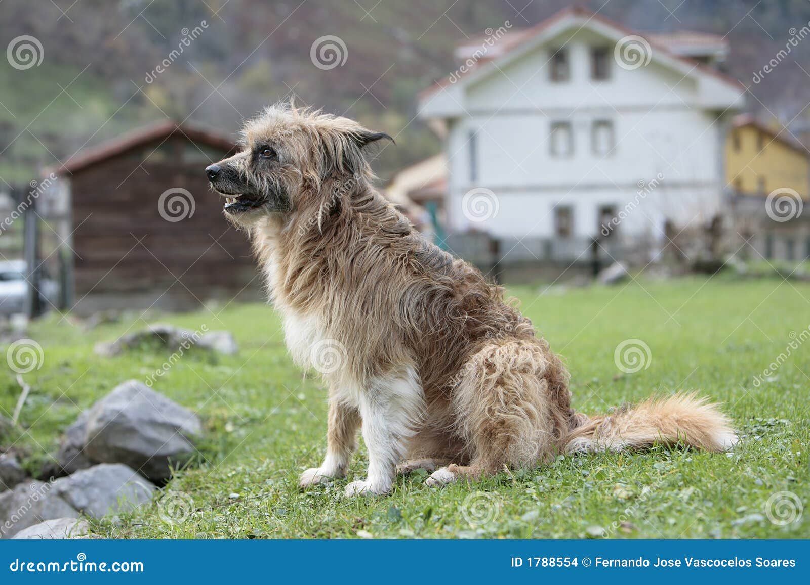 Dog seated stock photo. Image of europa, peaceful, seated - 1788554
