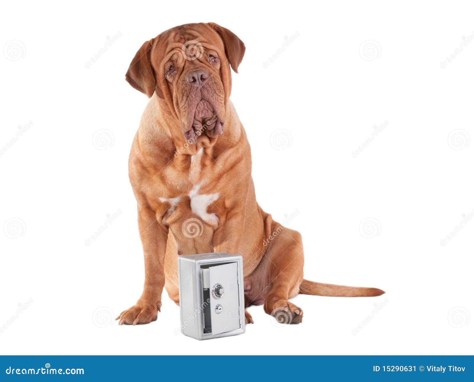 993 Dog Looking Guilty Stock Photos - Free & Royalty-Free Stock Photos ...