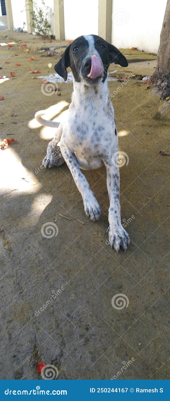 Dog Selfie Unexpected Click ðŸ • Stock Image - Image of selfie, click ...