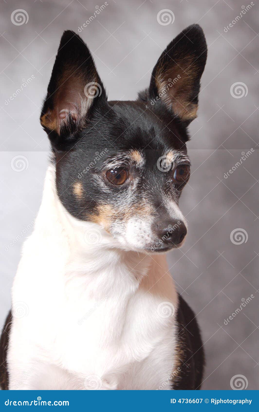 Dog on Serious stock image. Image of hair, canine, paws - 4736607