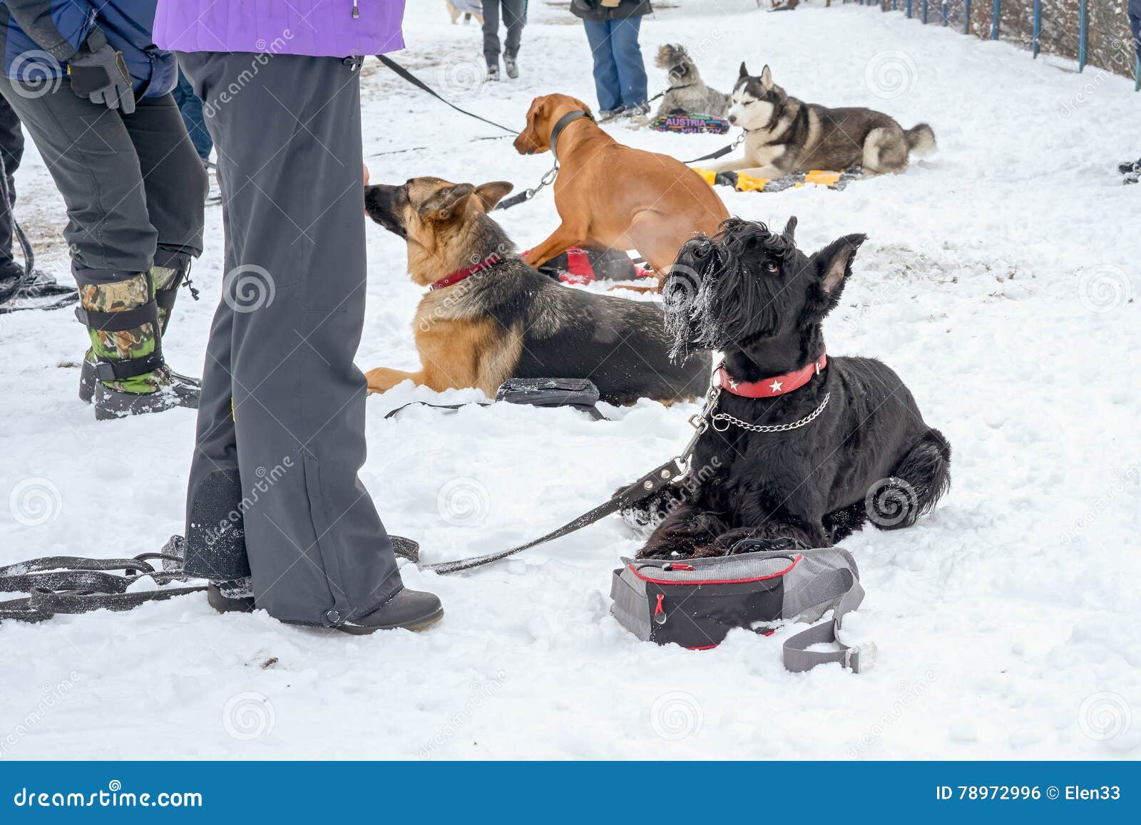 Dog stock photo. Image of friendly, cute, collar, group - 78972996