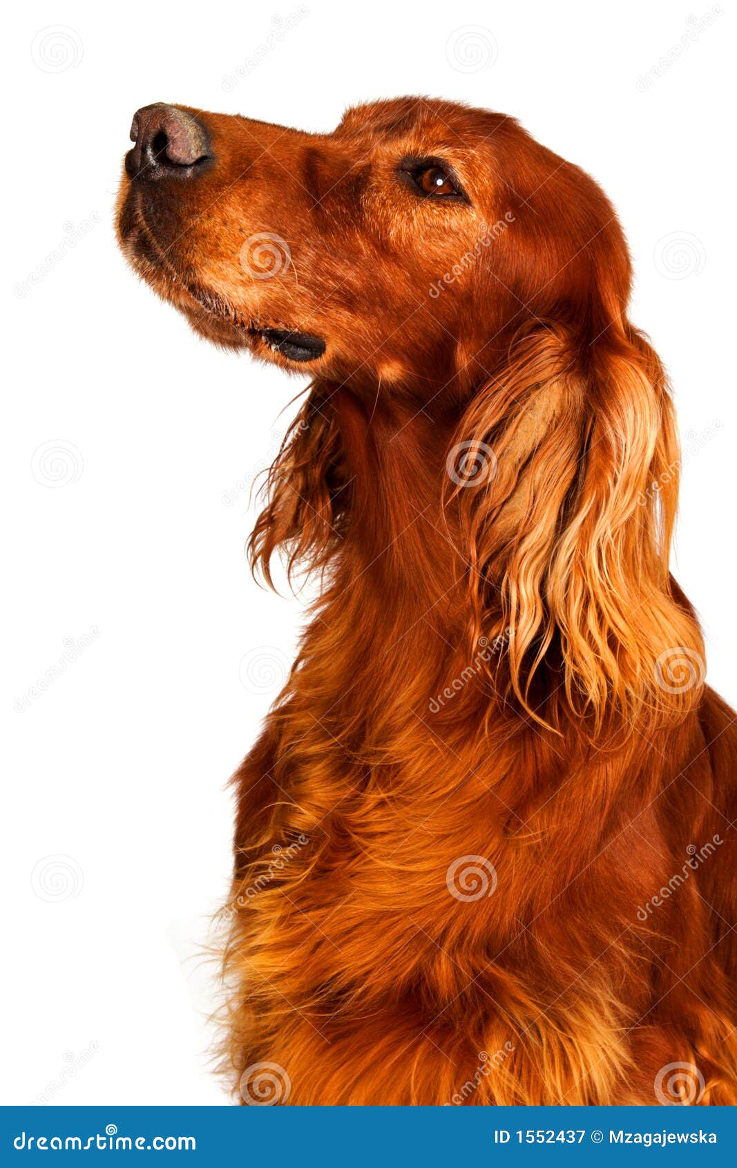 Dog - Setter stock image. Image of cute, animal, expression - 1552437
