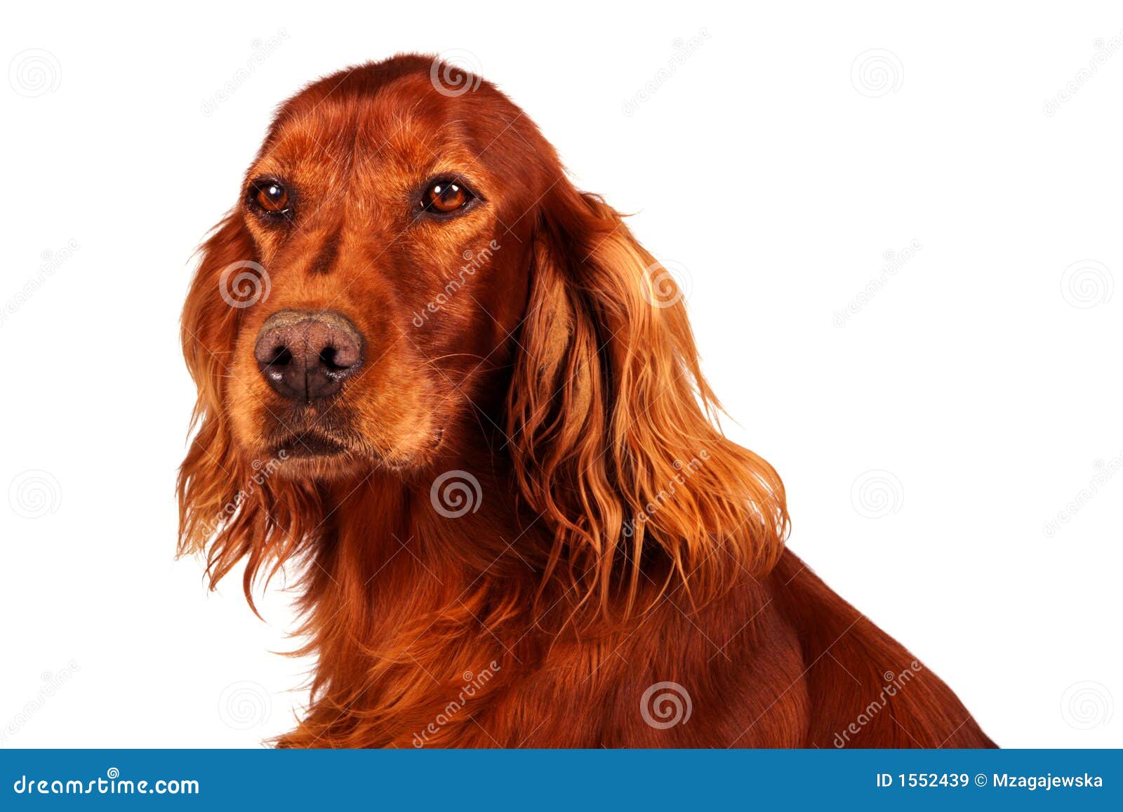 Dog - Setter stock image. Image of curious, cute, attentive - 1552439