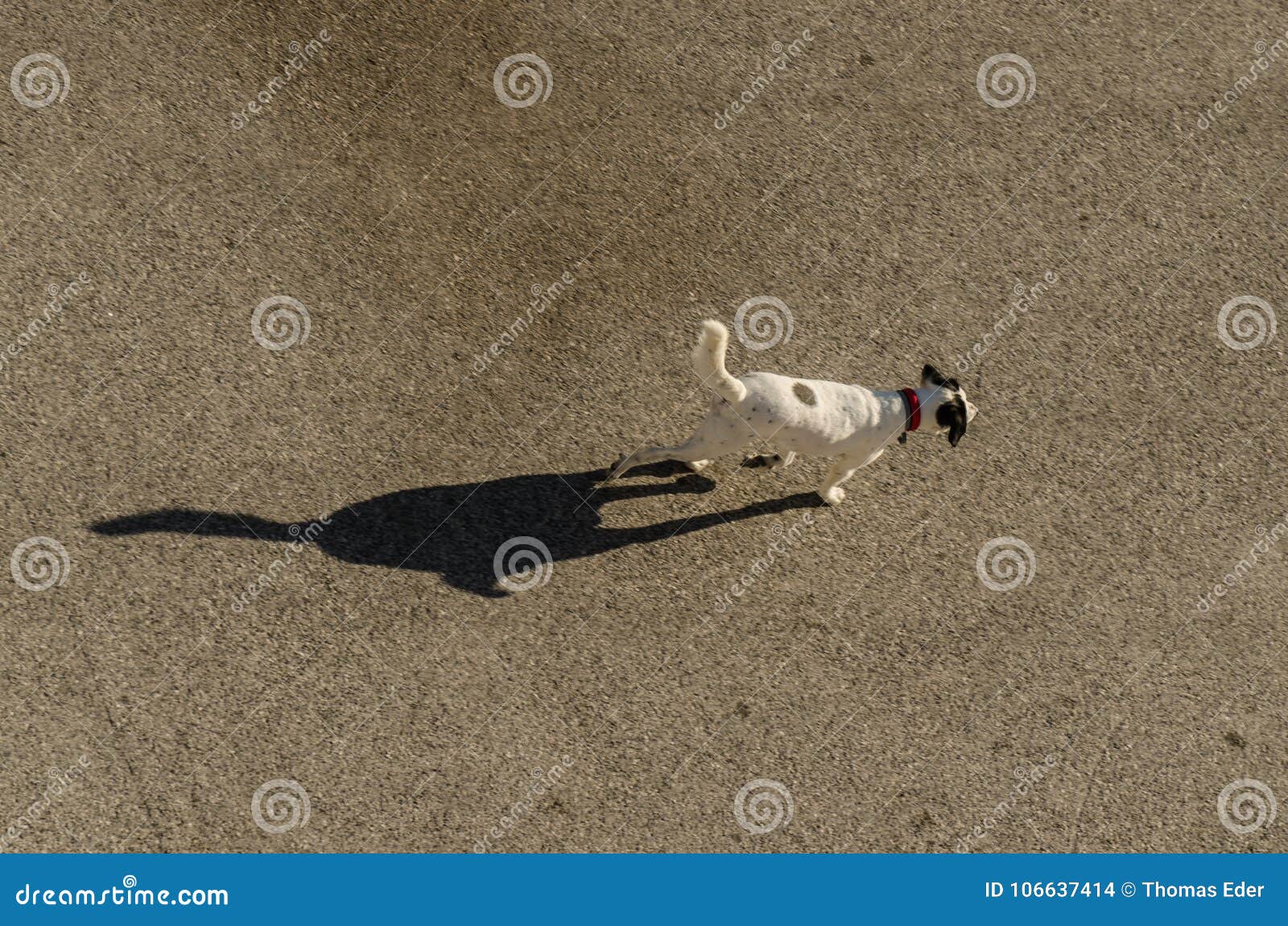 Dog and shadow stock photo. Image of purebred, difficulties - 106637414