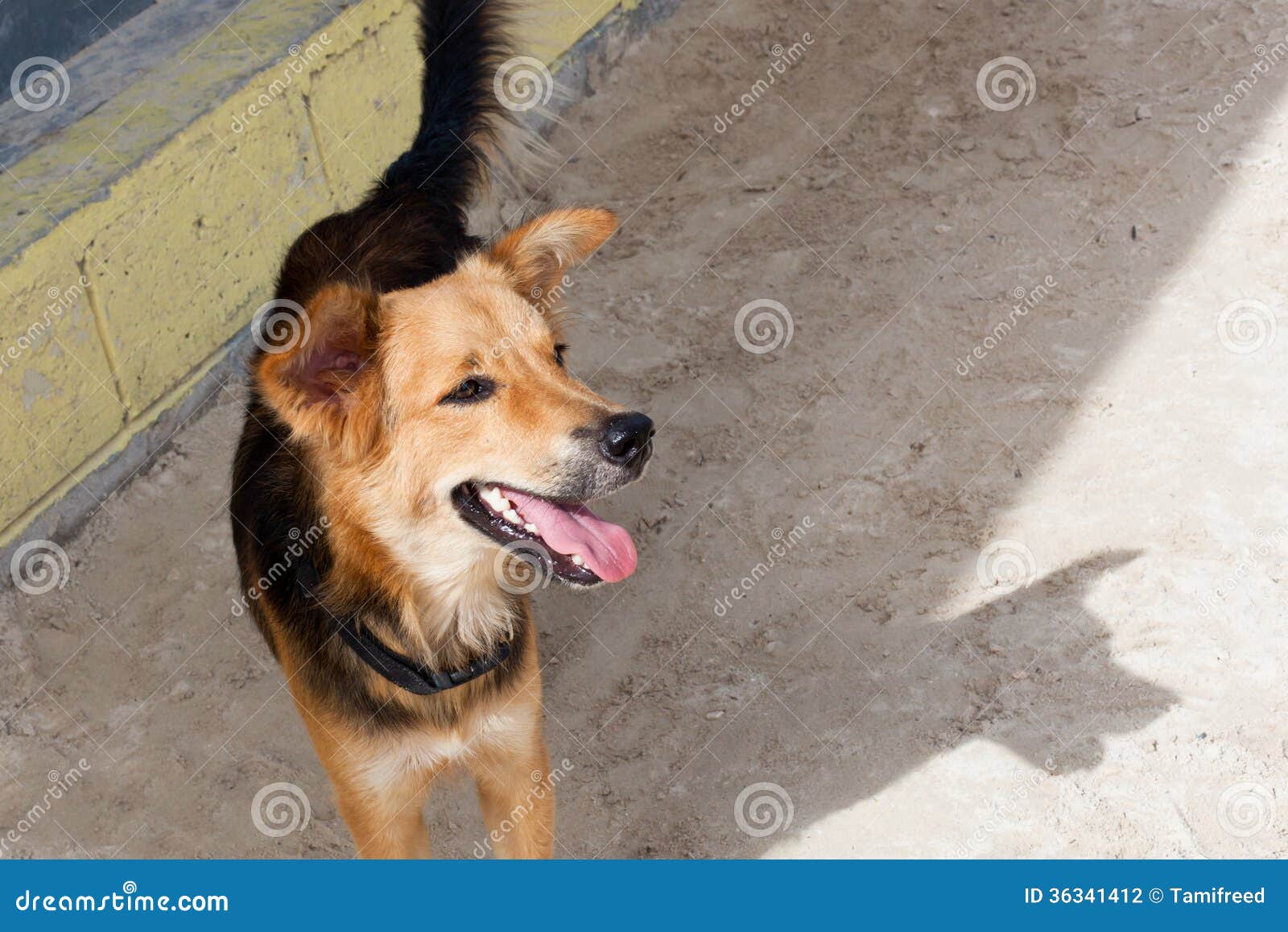Dog with Shadow of Head stock photo. Image of lighting - 36341412