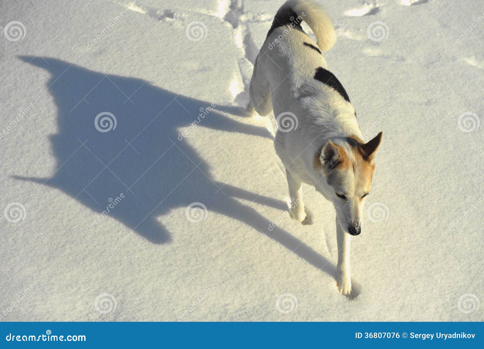 Dog and shadow stock photo. Image of action, beautiful - 36807076