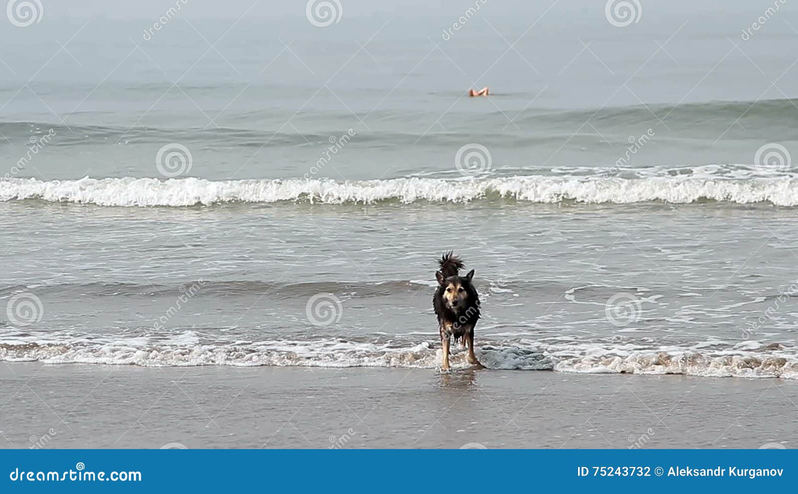Dog shake off on the coast stock footage. Video of arambol - 75243732