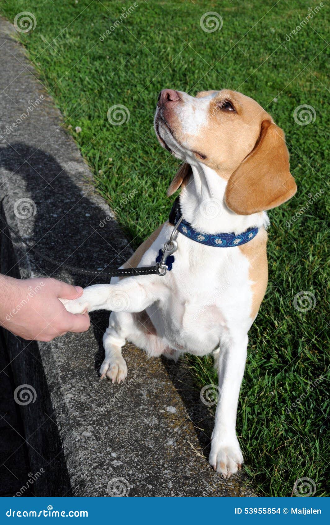 Dog shakes paw stock photo. Image of leisure, cooperate - 53955854