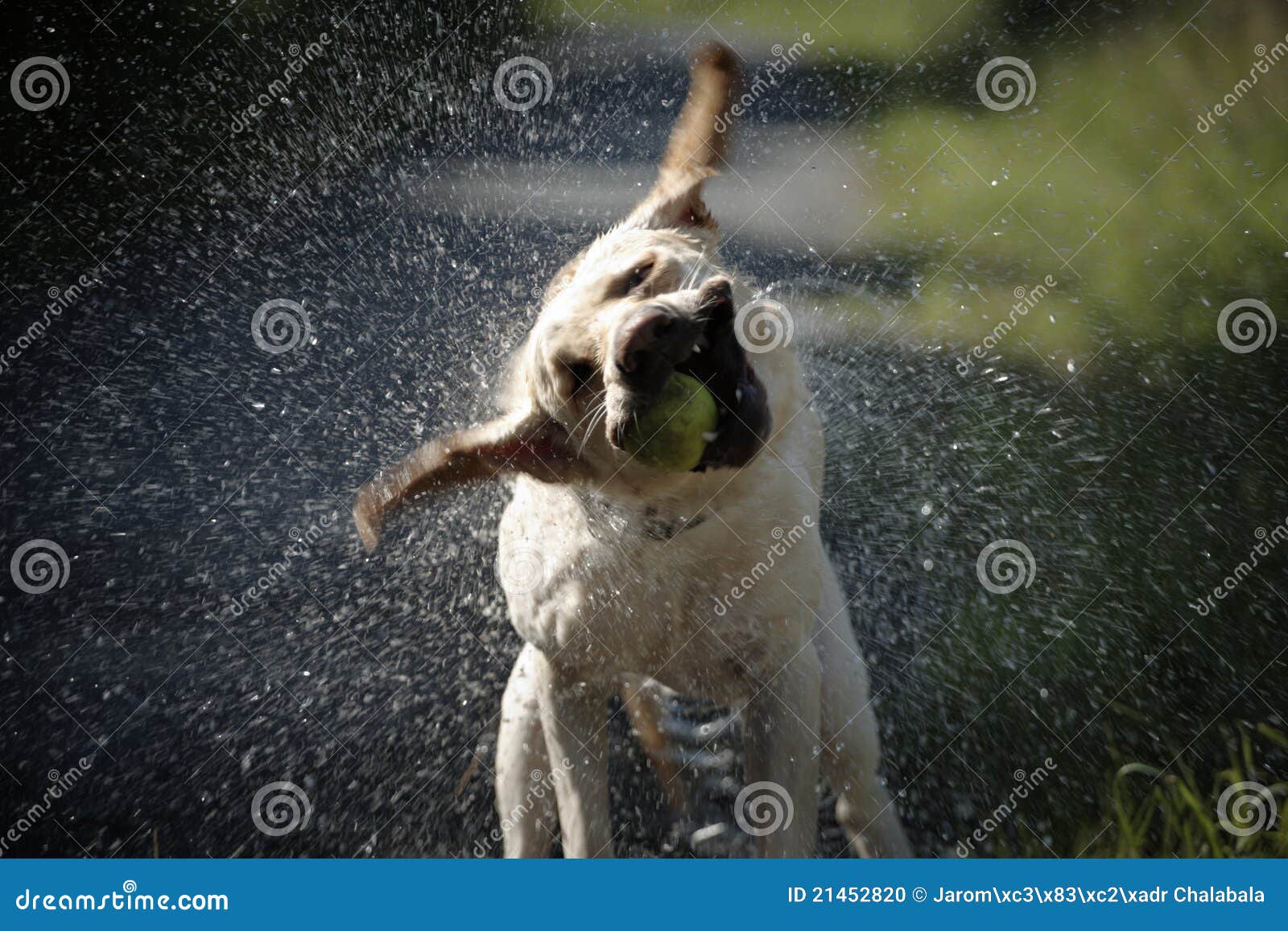 Dog shaking stock photo. Image of cute, heat, liquid - 21452820