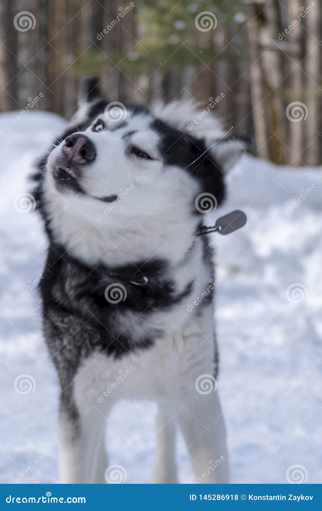 Dog Shaking Off Snow. Funny Husky Face. Stock Photo - Image of happy ...