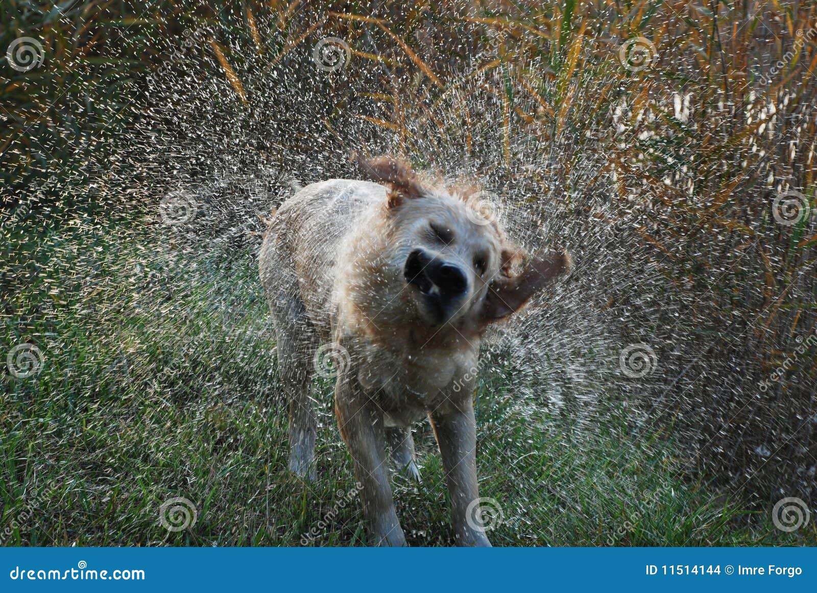 Dog shaking off water stock photo. Image of haired, shake - 11514144
