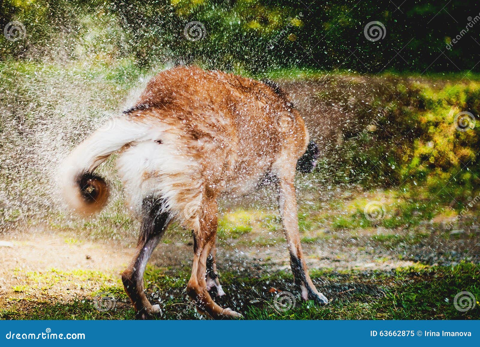 Dog shaking off water stock image. Image of relaxation - 63662875