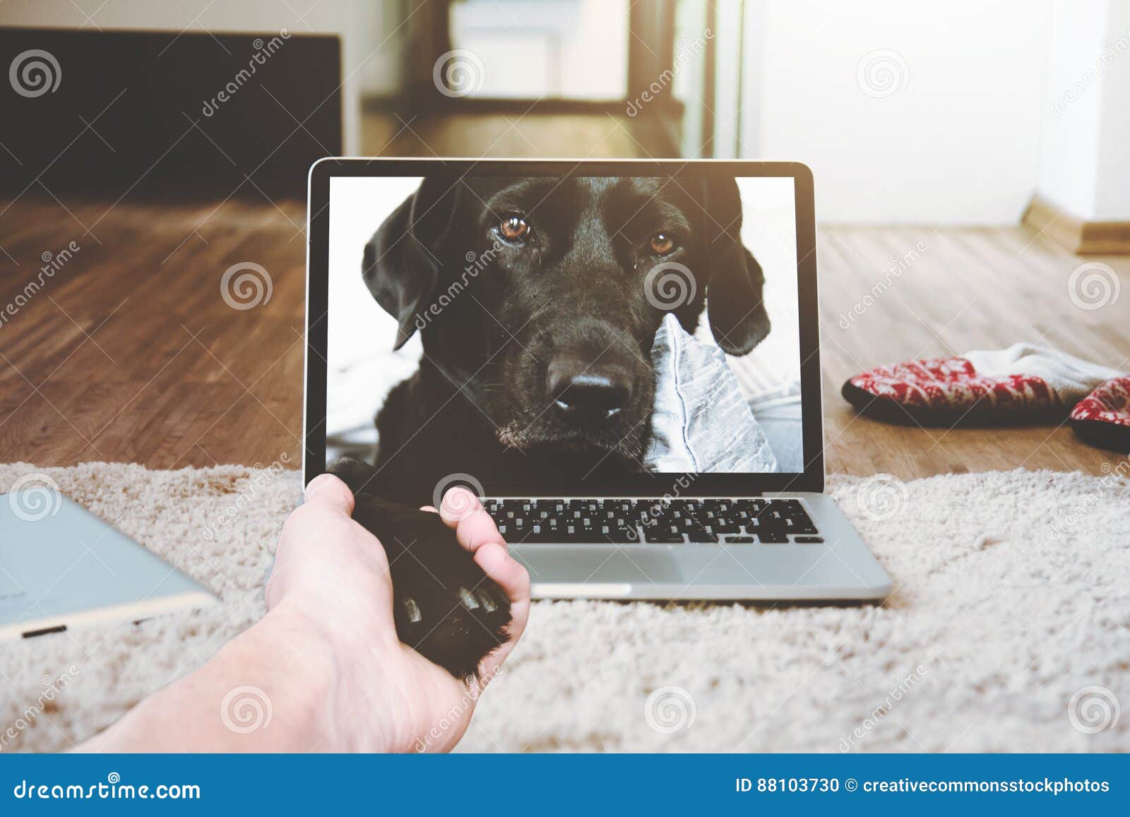 Dog Shaking Paw Through Computer Screen Picture. Image: 88103730