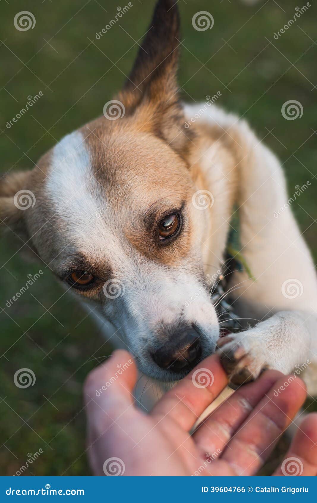 Dog shaking paw with human stock photo. Image of portrait - 39604766