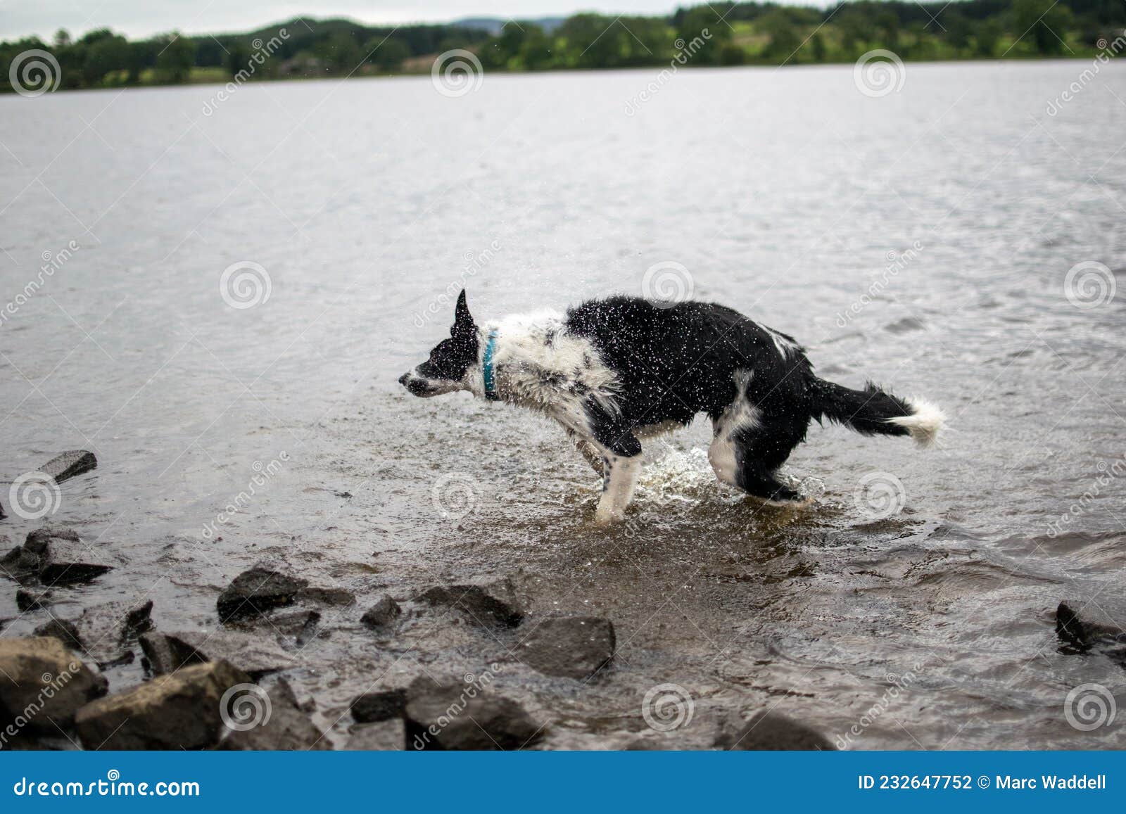 Dog Shaking Water Droplets Lake Rocks Stock Photo - Image of terrier ...