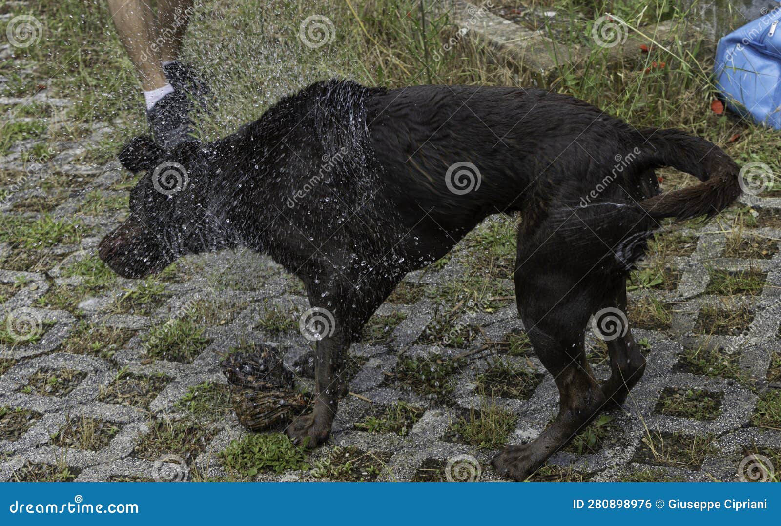 Dog shaking water stock photo. Image of terrier, tree - 280898976