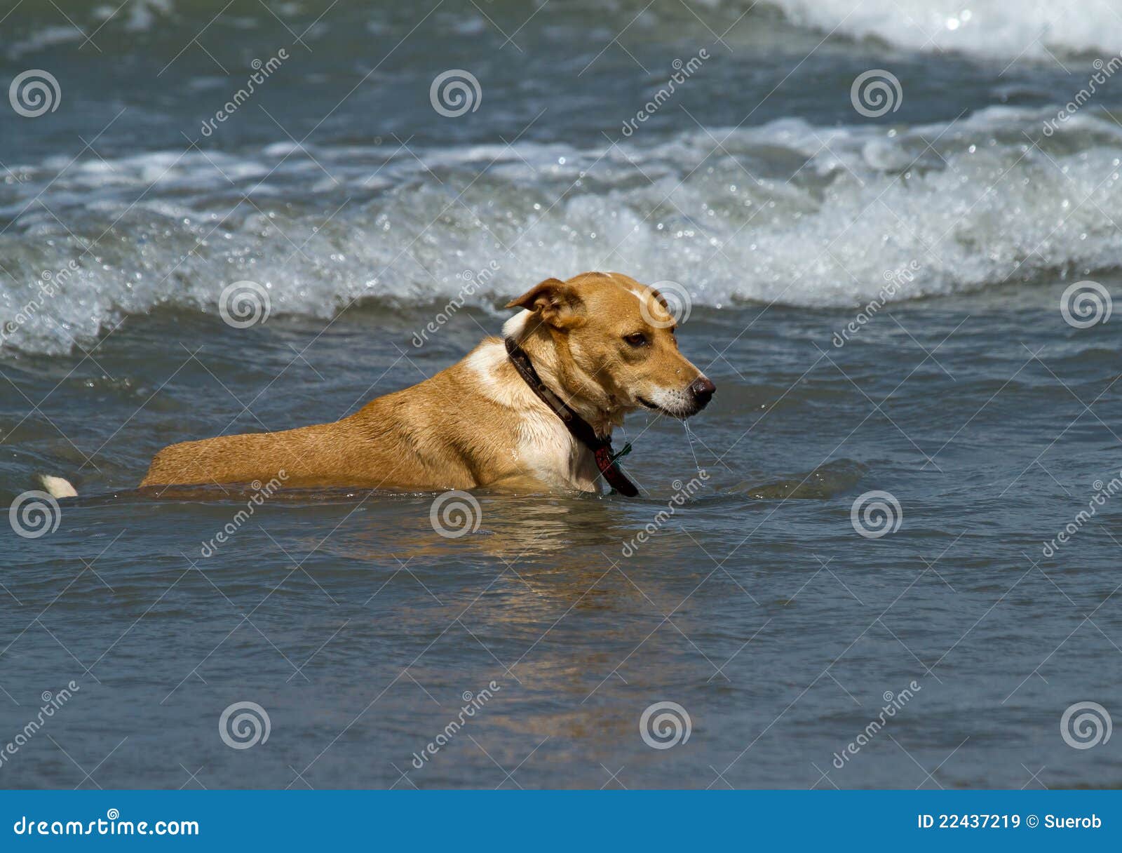 Dog in Shallow Waves stock image. Image of waves, vacation - 22437219