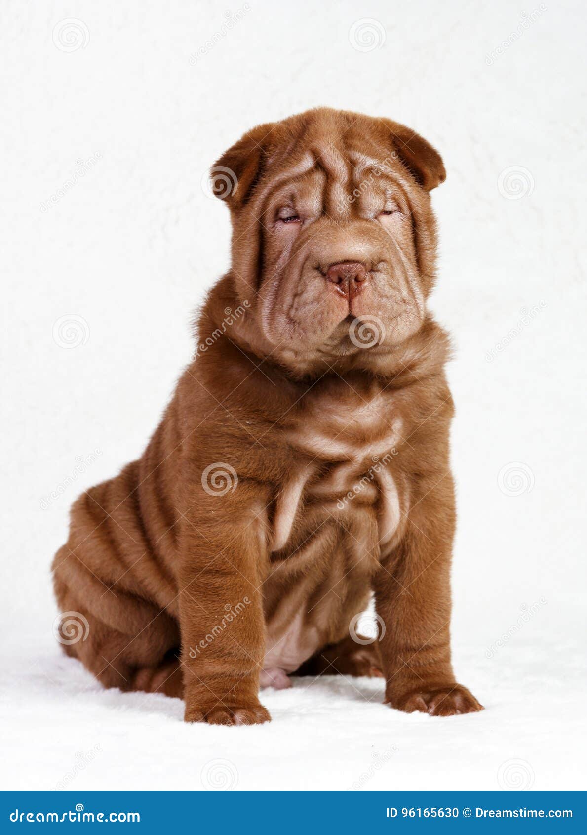 Dog shar pei puppy stock photo. Image of canine, happy - 96165630