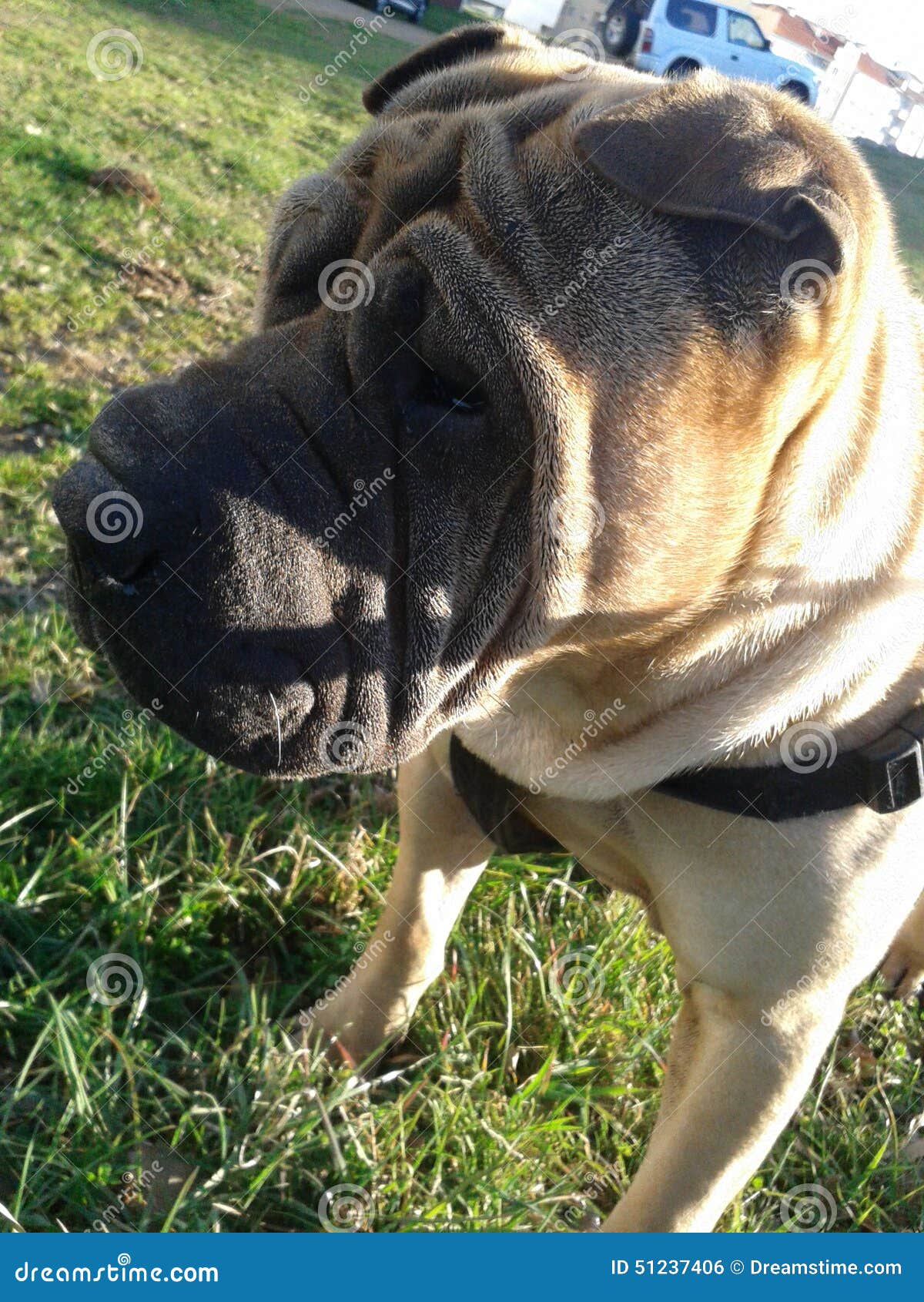 Dog editorial photo. Image of frindly, sharpei, amig - 51237406