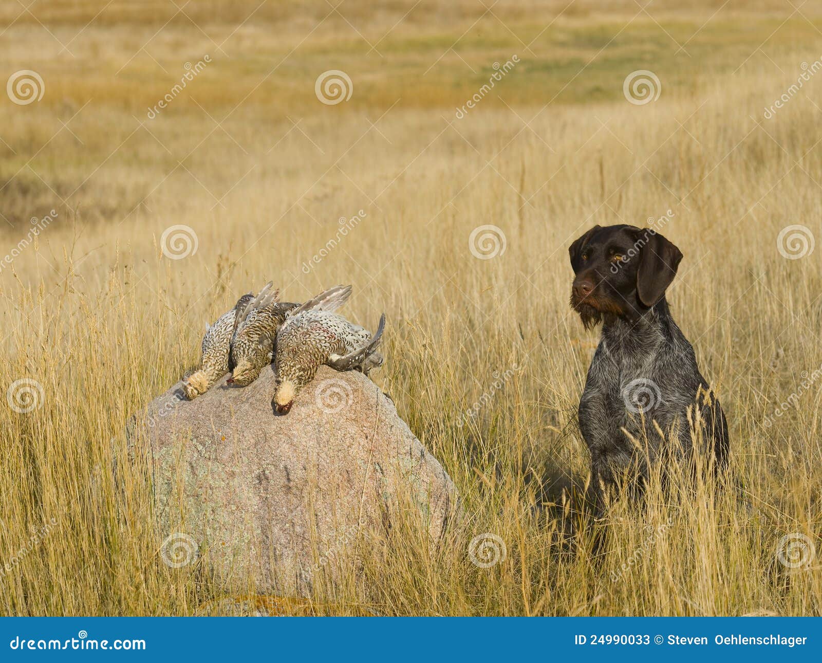 Dog with Sharptailed Grouse Stock Image - Image of hunting, bird: 24990033