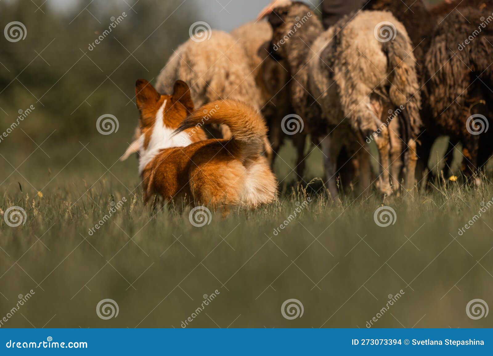 Dog and sheep stock photo. Image of animal, mammal, grazing - 273073394