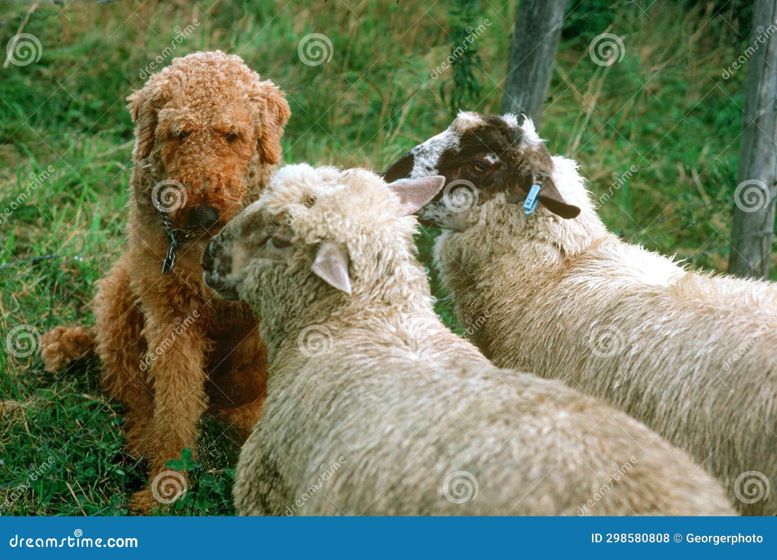 Curious Animals stock photo. Image of poochy, northern - 298580808