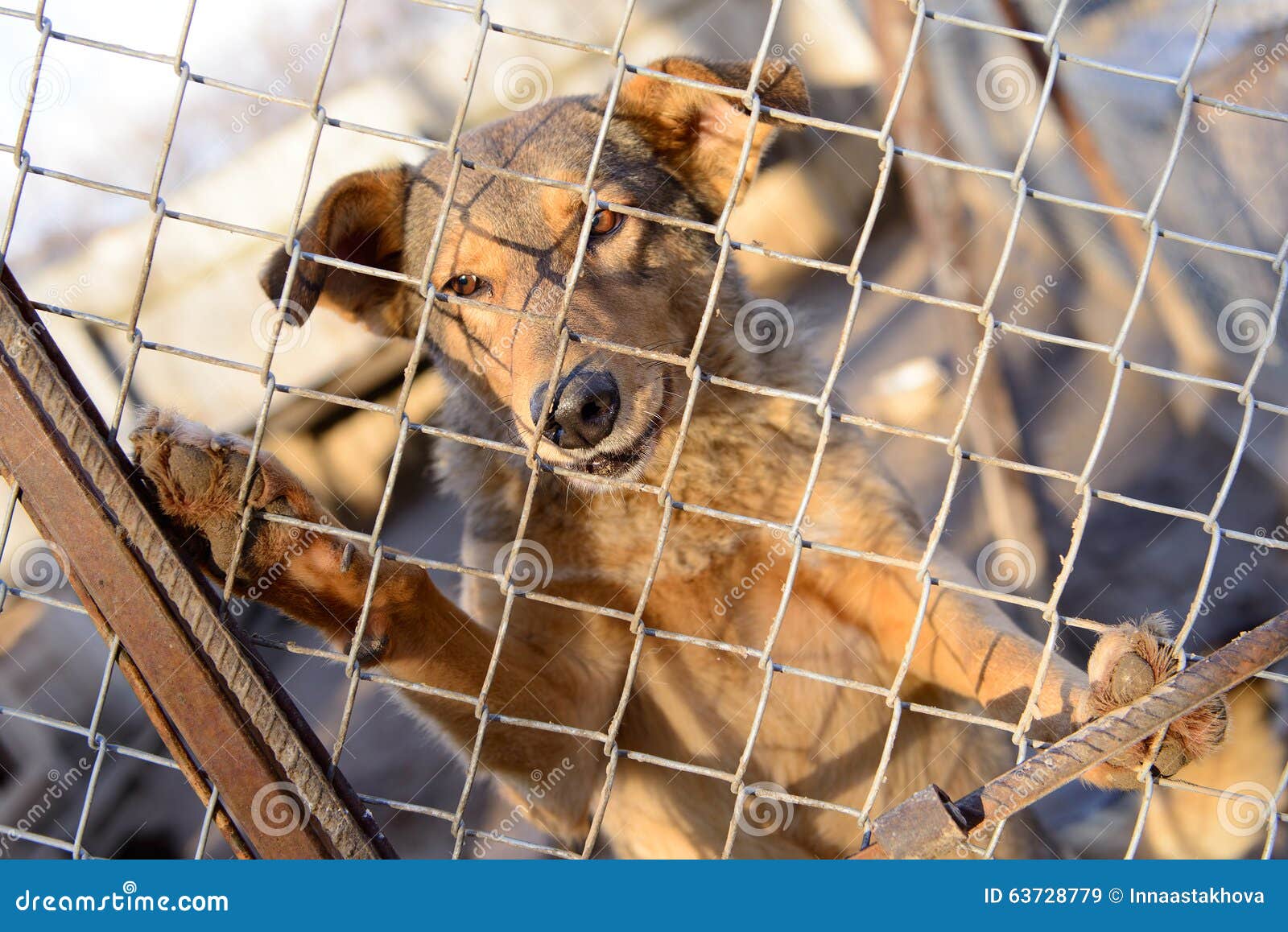 Dog in shelter stock image. Image of confined, animal - 63728779
