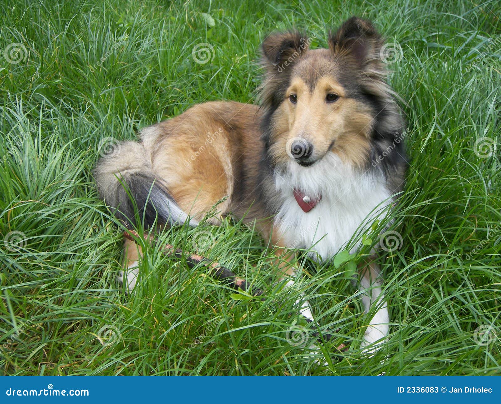 Dog Sheltie stock image. Image of resting, cute, grass - 2336083