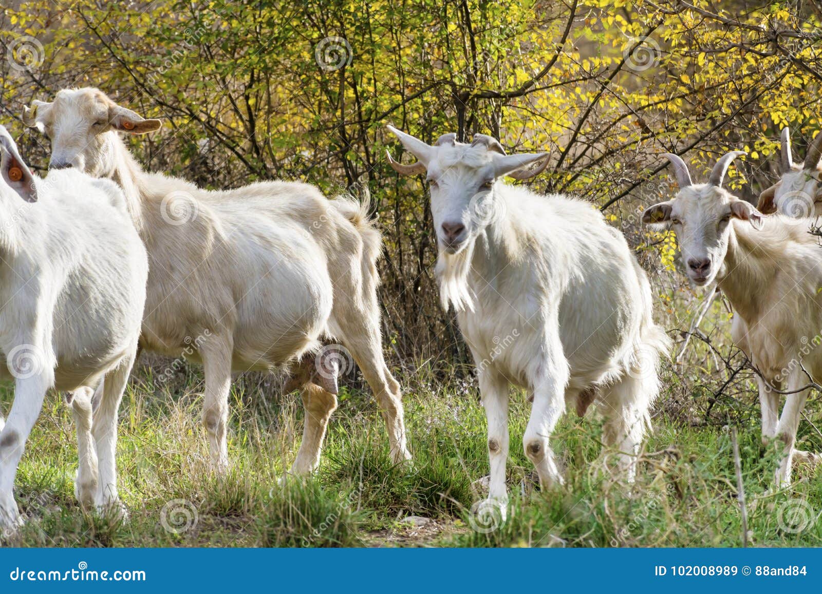 Dog shepherd and goats stock image. Image of farming - 102008989