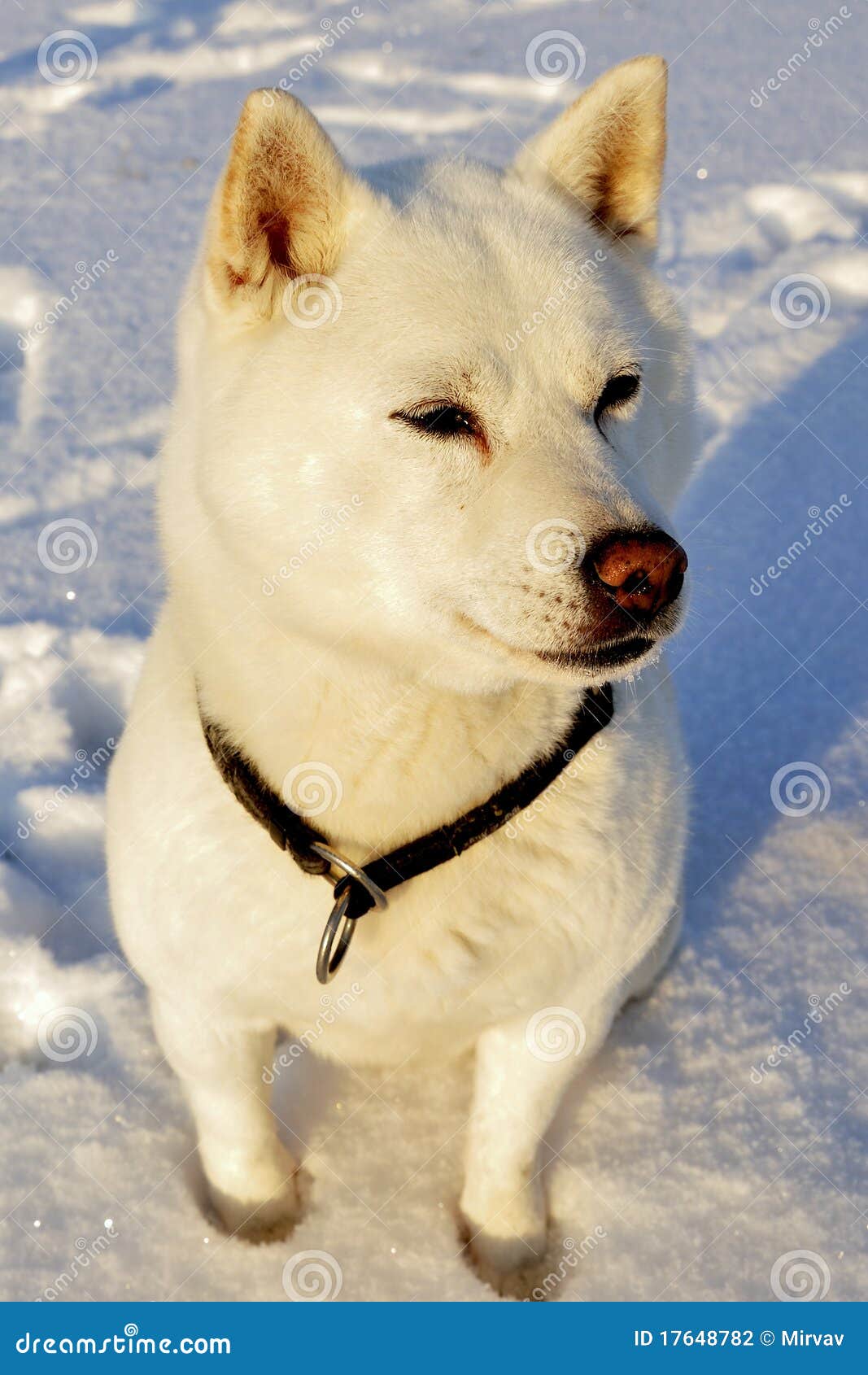 View topic - One Way to the Sky~ Stray Dog RP (Saved!) - Chicken Smoothie