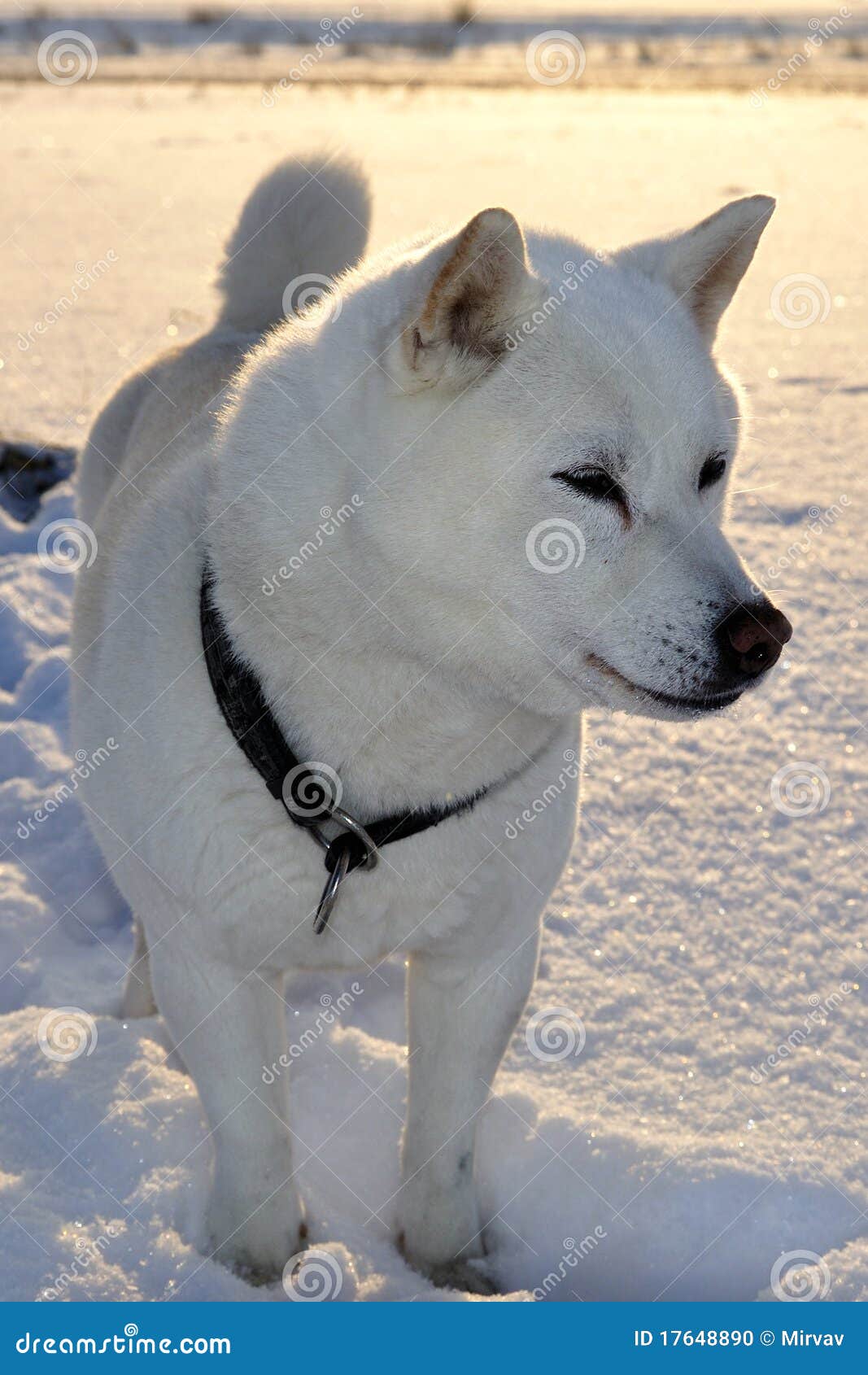 Dog Shiba Inu stock photo. Image of friend, gorgeous - 17648890