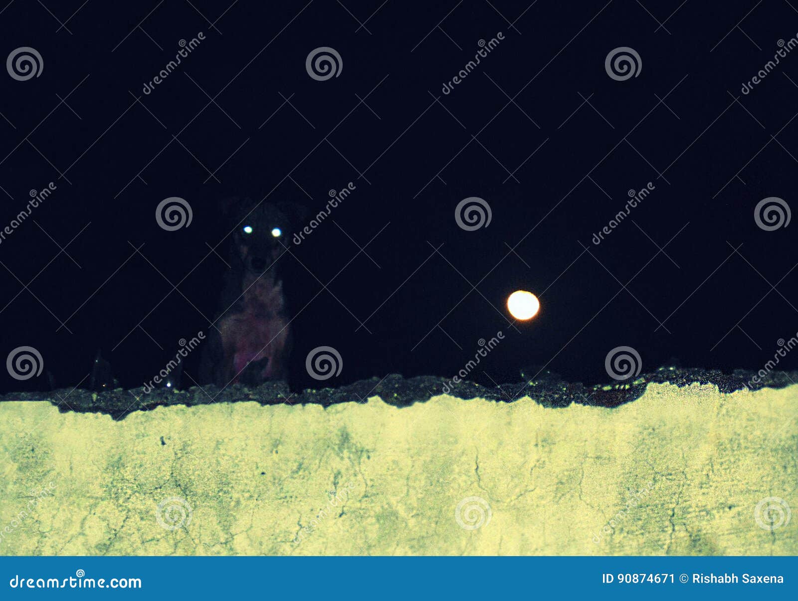 Dog with Shining Eyes Night Scene Stock Image - Image of reflecting ...